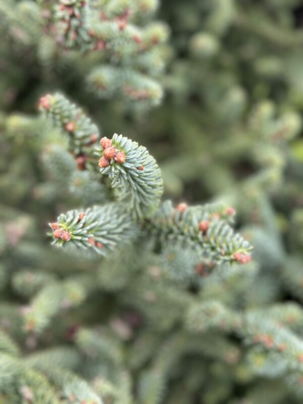 BC Naklo - Biotehniški center Naklo